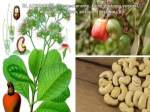 Plantas medicinales del Amazonas – La Boutique del Powerpoint