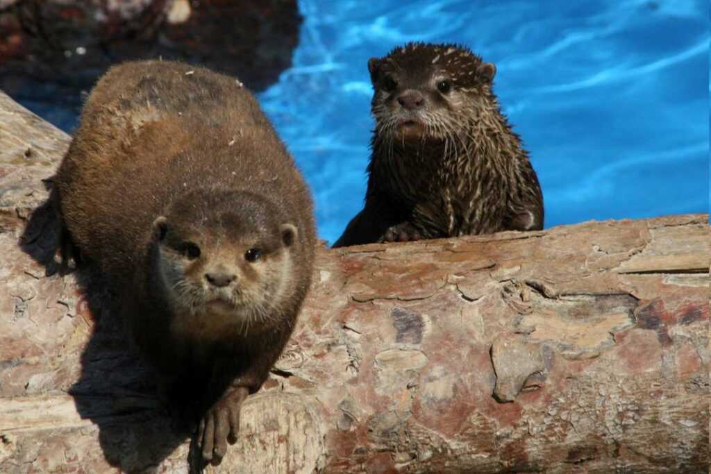 Nutrias Marinas – La Boutique del Powerpoint